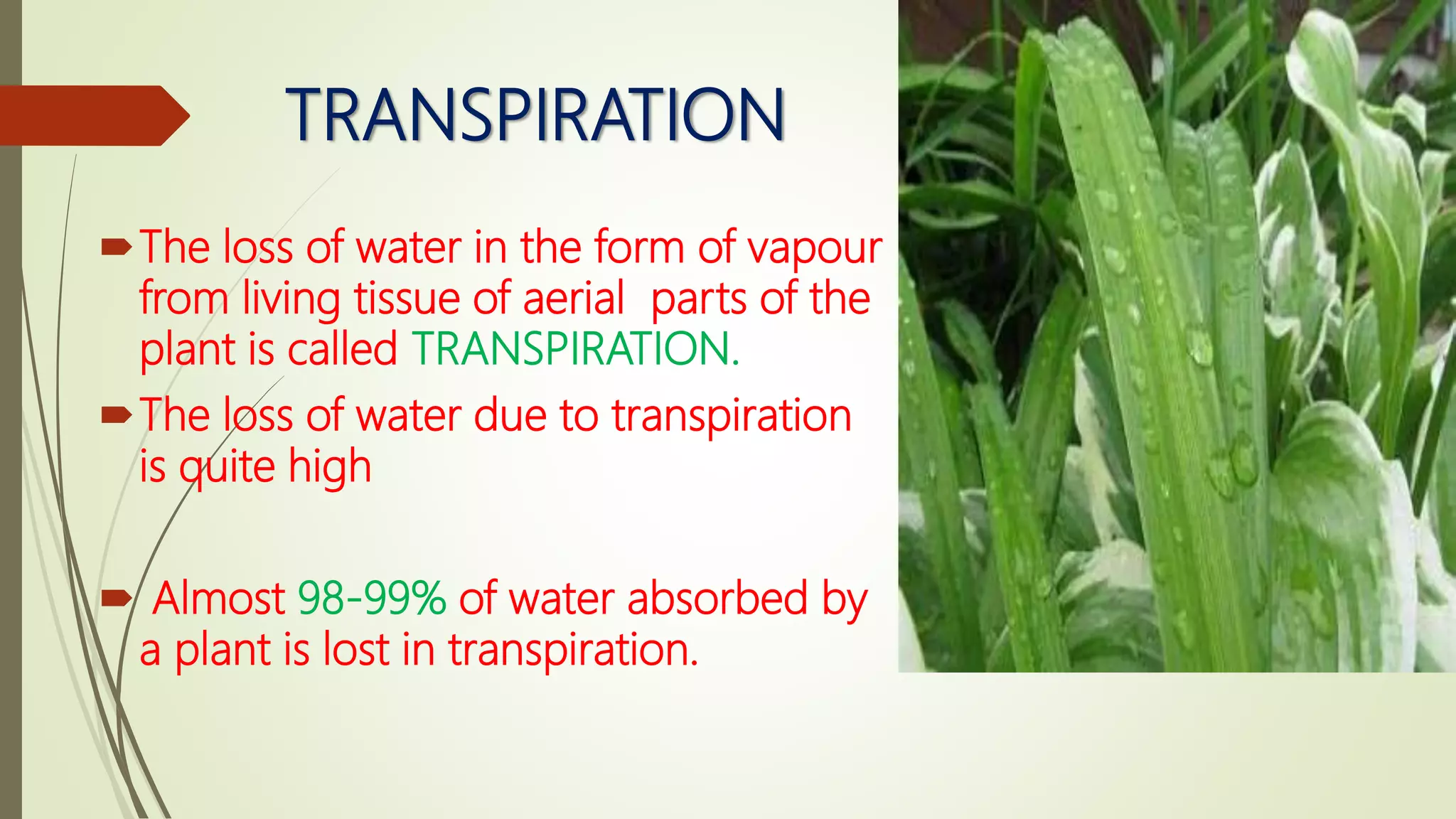 MECHANISM OF TRANSPIRATION IN PLANTS [THEORIES] | PPTX