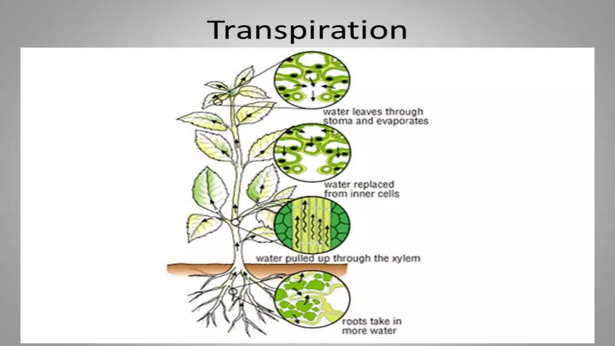MECHANISM OF TRANSPIRATION IN PLANTS [THEORIES] | PPTX