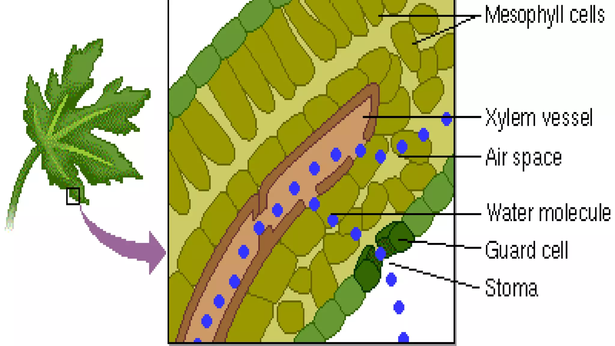 MECHANISM OF TRANSPIRATION IN PLANTS [THEORIES] | PPTX