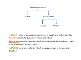Transport in plant (Plant physiology) | PPTX