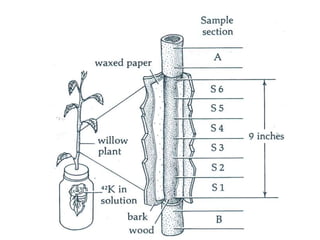Plant Physiology.pptx The continuum of cytoplasm and the connecting ...