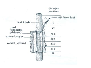Plant Physiology.pptx The continuum of cytoplasm and the connecting ...