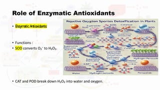 Plant physiology. Combating Oxidative Stress in Plants: The Role of ...