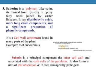 Secondary metabolites in plant defense | PPT