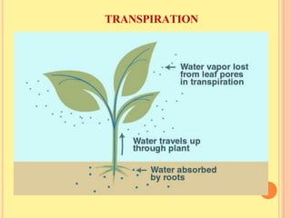 plantphysiology1-converted-210509145051.pptx