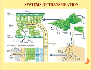 plantphysiology1-converted-210509145051.pptx
