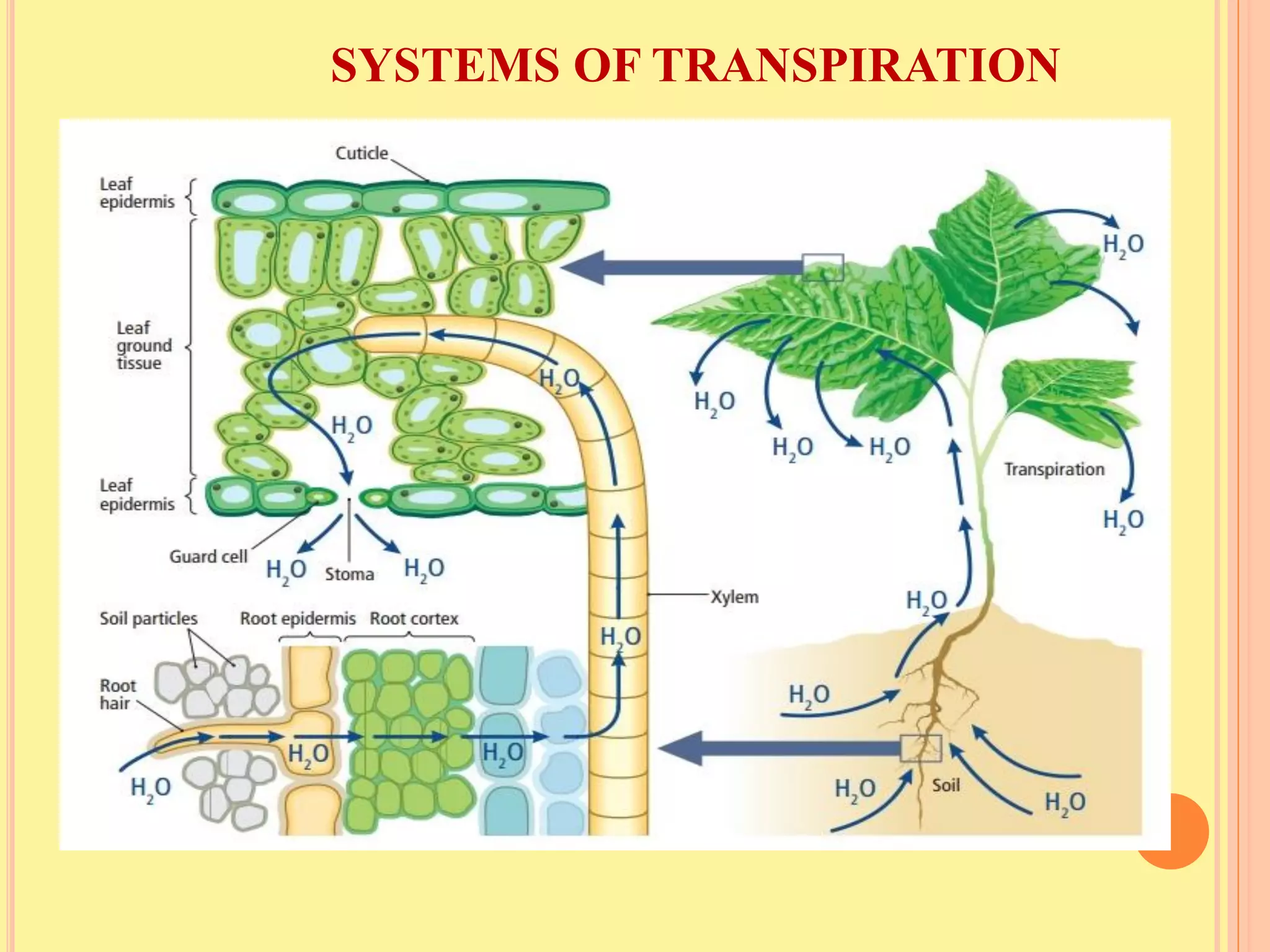 Transpiratrion: Types, mechanism, factors & significance | PDF