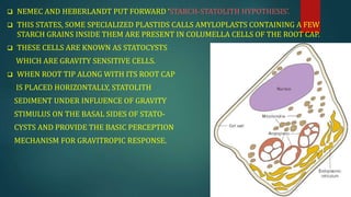 PLANT PHYSIOLOGY 3RD ICA PRESENTATION.pptx