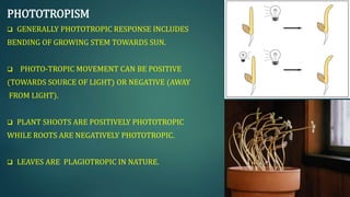 PLANT PHYSIOLOGY 3RD ICA PRESENTATION.pptx