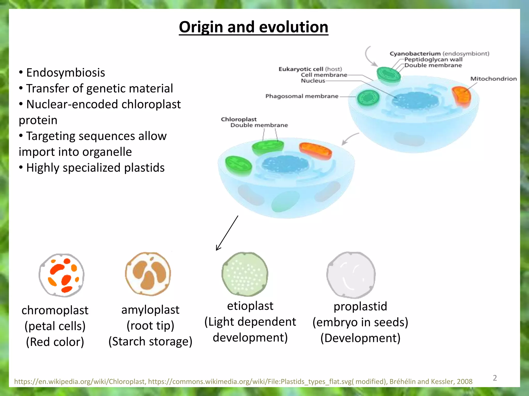 Plant physiology 4 july2017 | PPTX