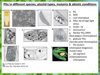 Plant physiology 4 july2017 | PPTX