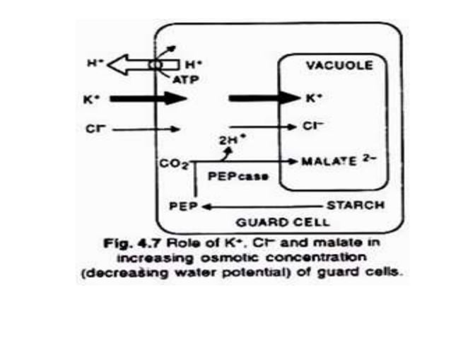 Plant physiology and Bichemistry | PPTX