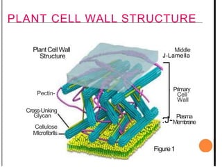 Cell wall of plants .pptx