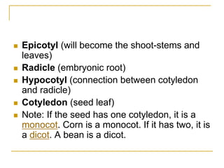 Plant Physiology in Brief.ppt
