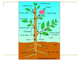 Plant Physiology in Brief.ppt