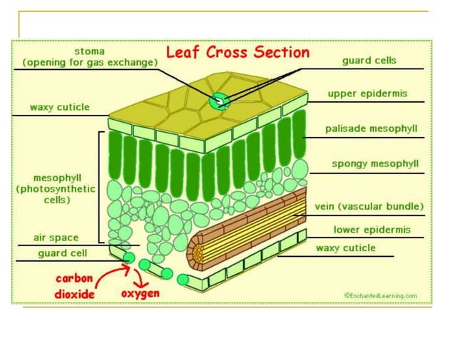 Plant Physiology in Brief.ppt