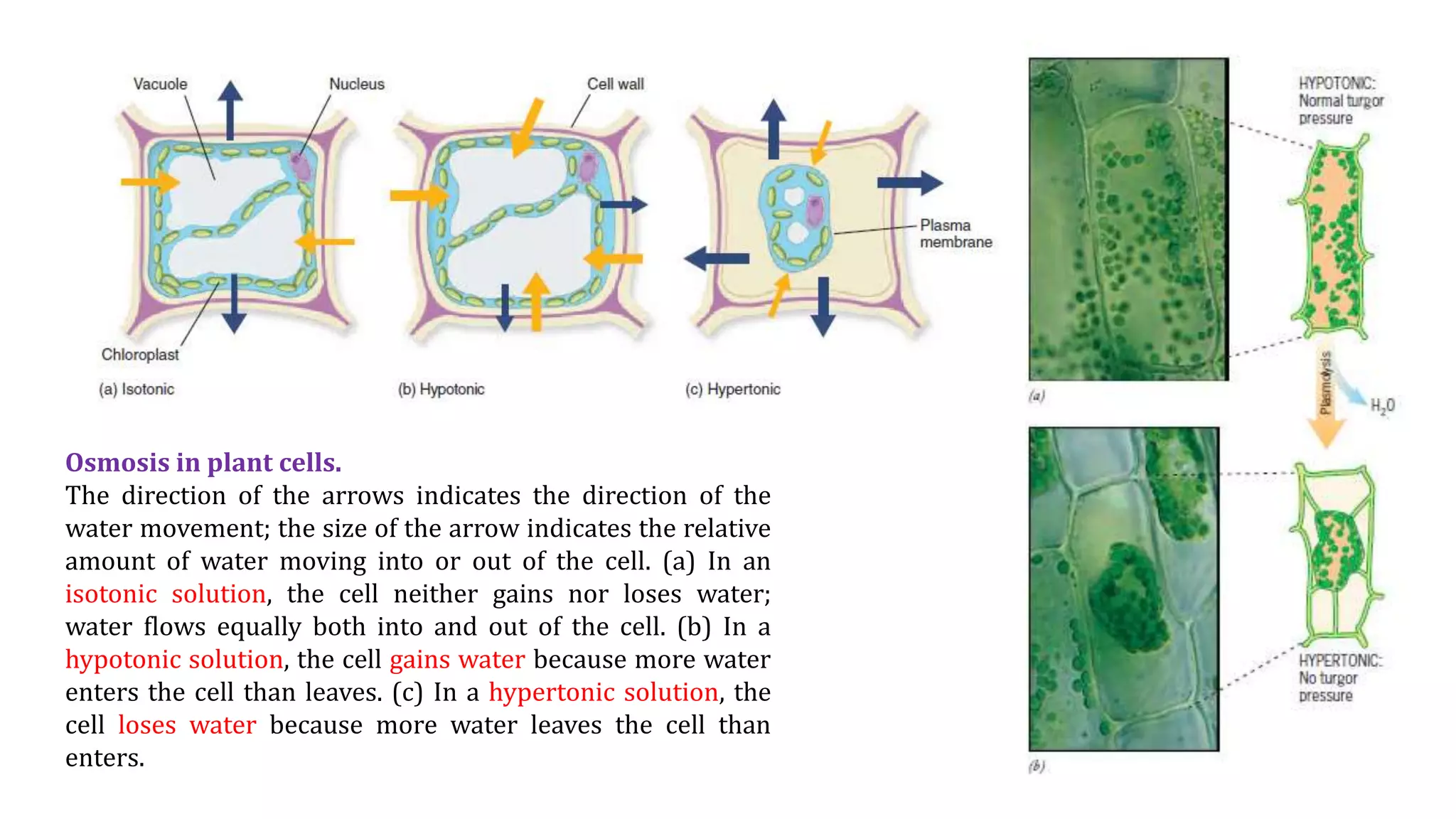 Plant physiology Lecture | PDF
