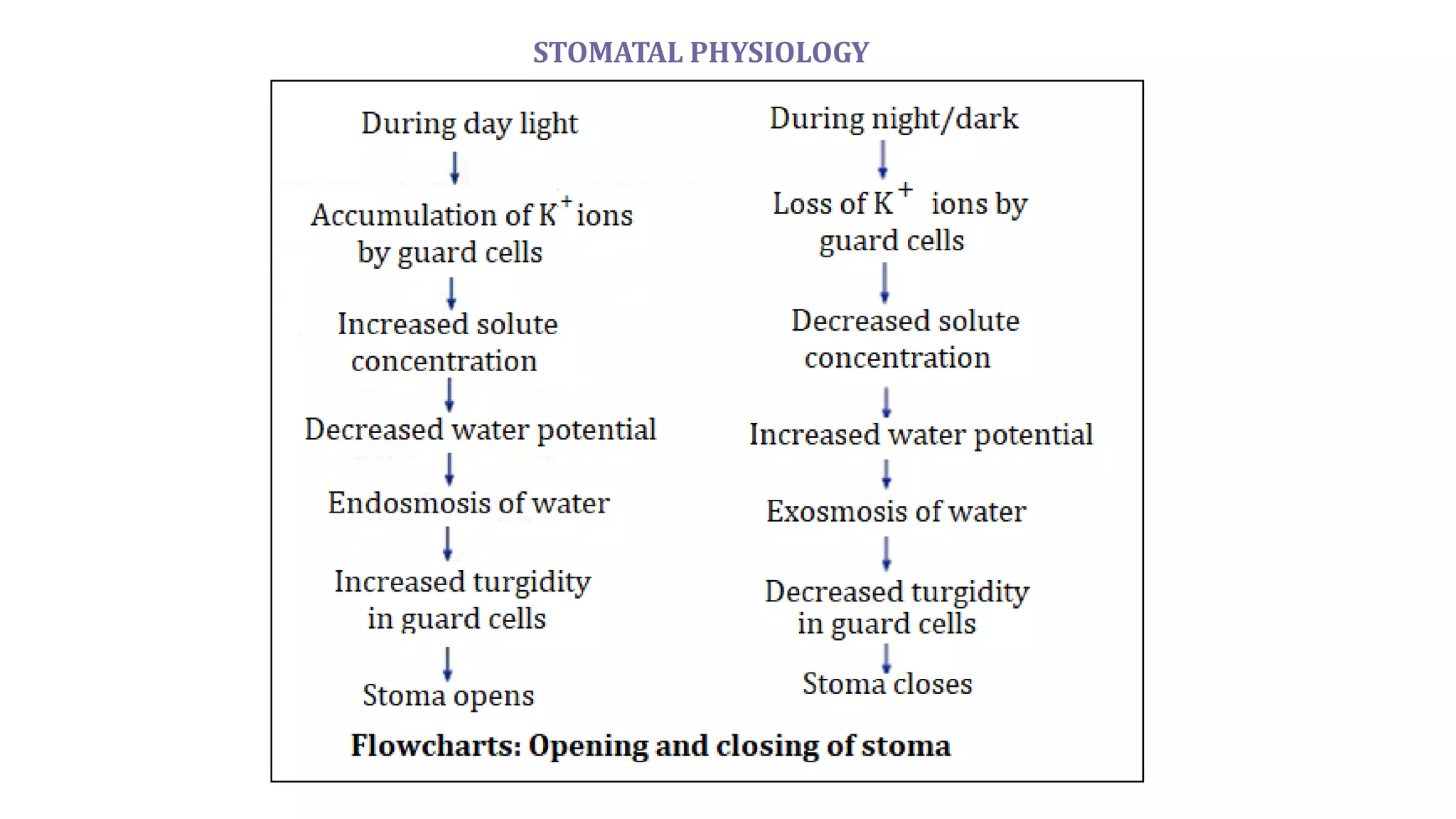 Plant physiology Lecture | PDF