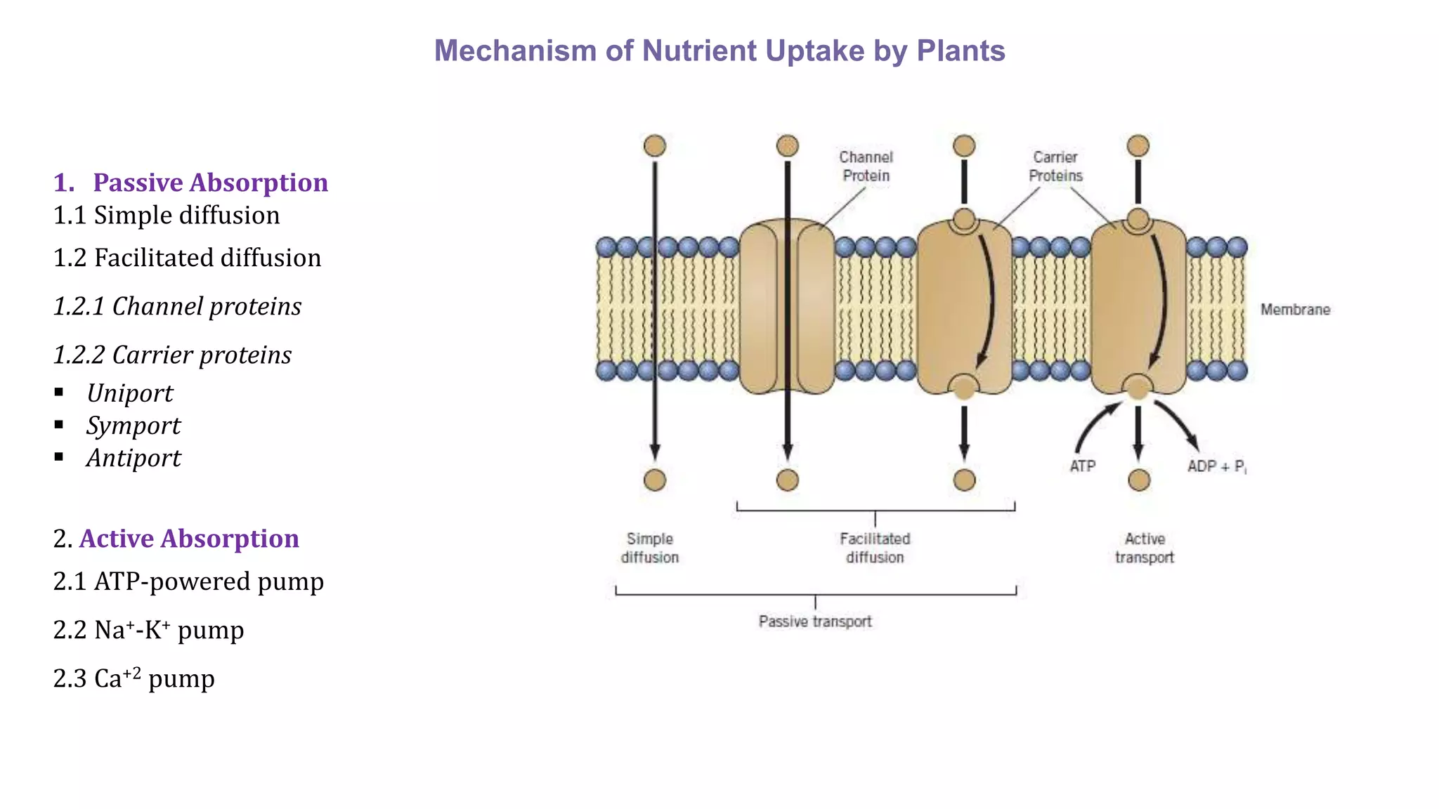 Plant physiology Lecture | PDF