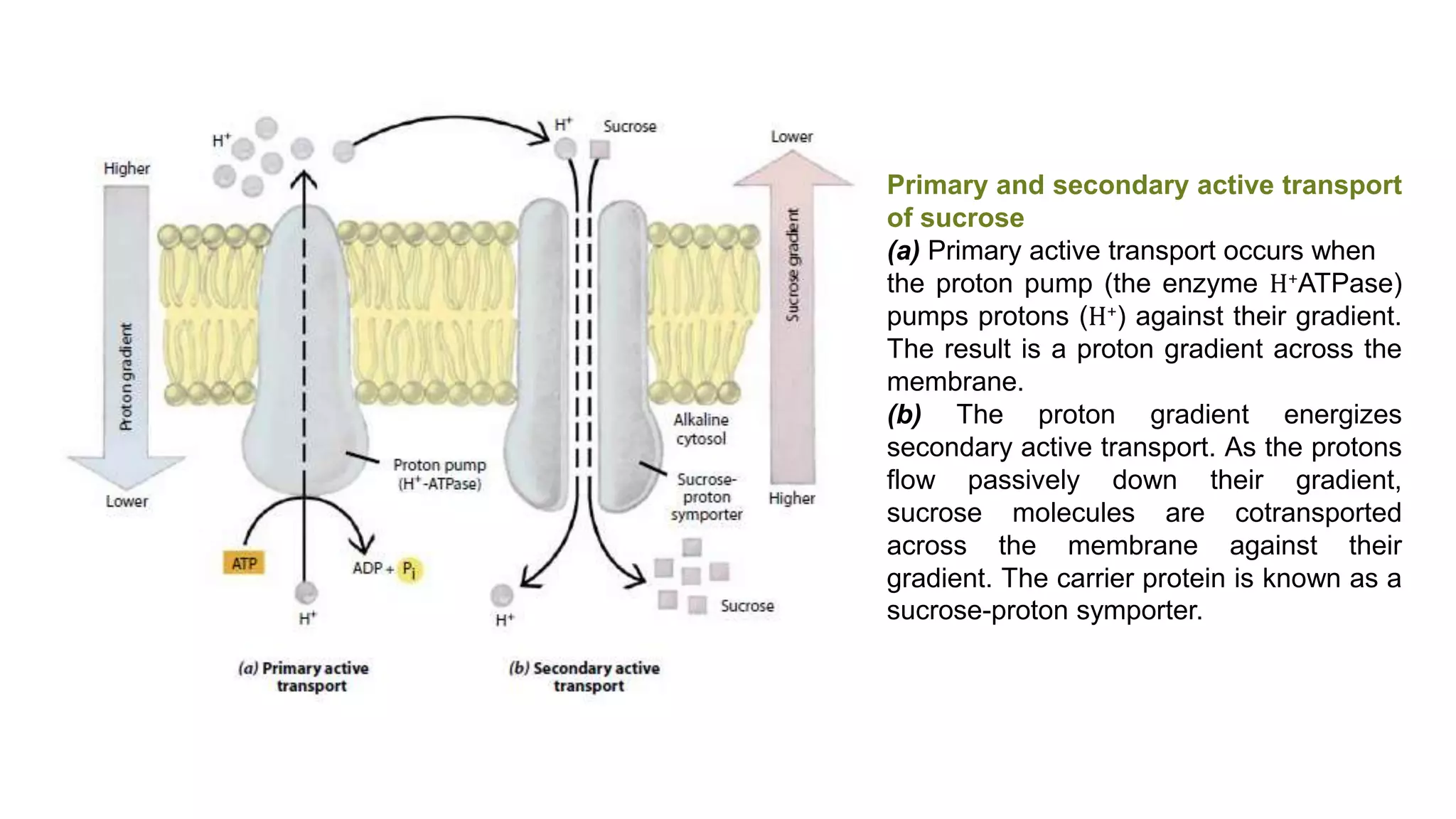 Plant physiology Lecture | PDF