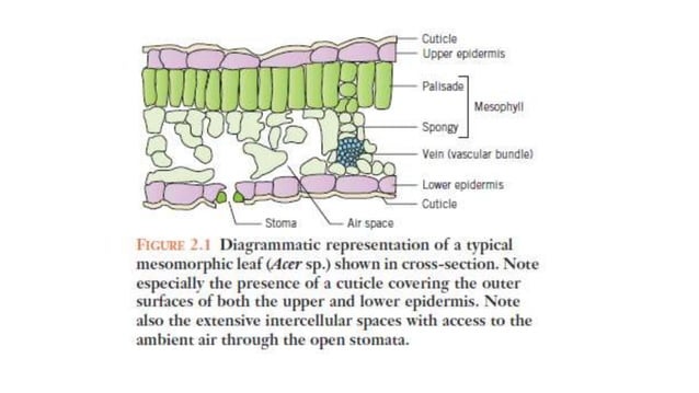 Plant physiology Lecture | PDF | Chemistry | Science