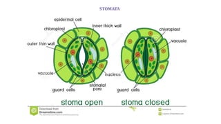 Plant physiology Lecture | PDF