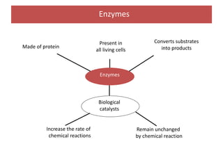 Plant physiology ppt 1.pptx