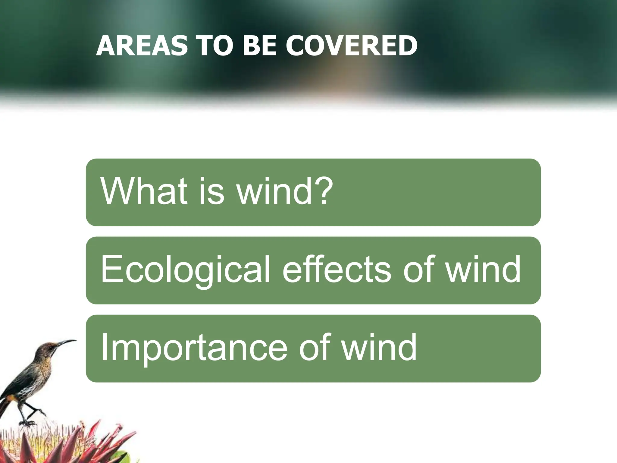 Wind as an Ecological Factor Presentation | PPTX