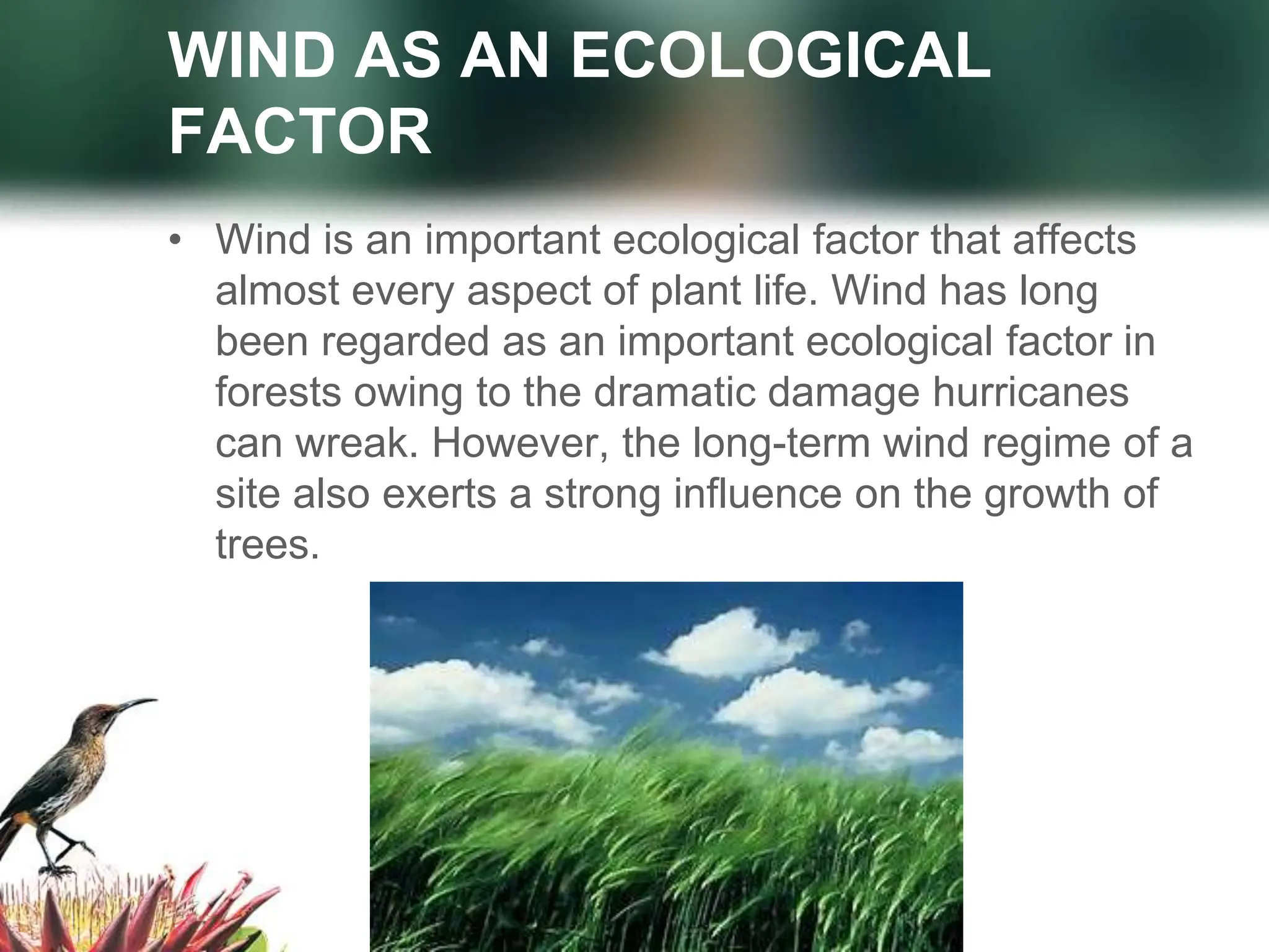 Wind as an Ecological Factor Presentation | PPTX