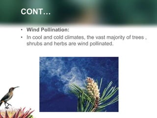 Wind as an Ecological Factor Presentation | PPT