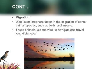 Wind as an Ecological Factor Presentation | PPTX