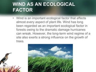 Wind as an Ecological Factor Presentation | PPT