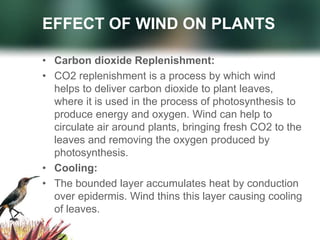 Wind as an Ecological Factor Presentation | PPT