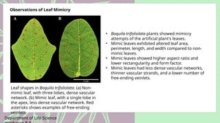 Boquila trifoliolata - A plant that can see! | PPTX