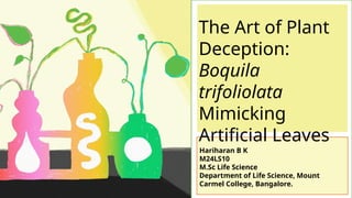 Boquila trifoliolata - A plant that can see! | PPTX