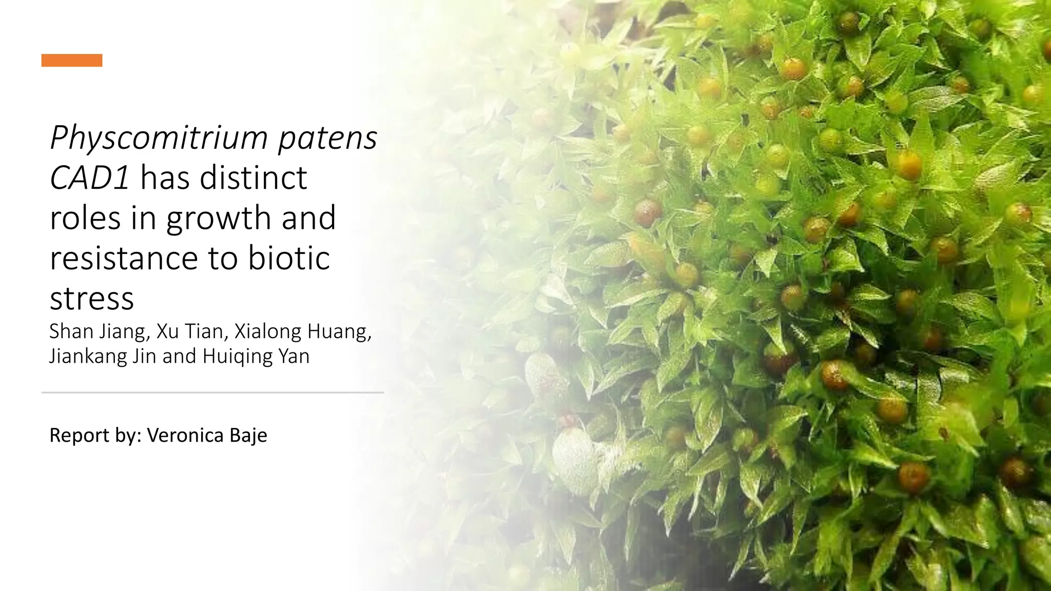 Physcomitrium patens CAD1 has distinct roles in growth and resistance ...