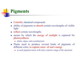 Plant Pigments.ppt