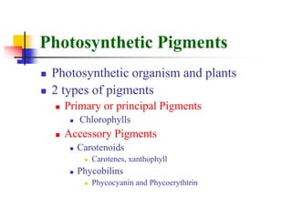 Plant Pigments.ppt