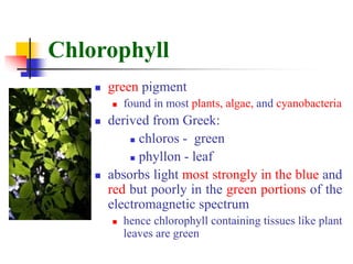 Plant Pigments.ppt