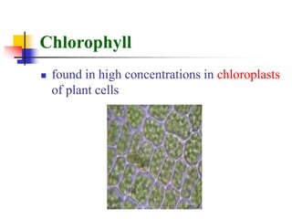 Plant Pigments.ppt