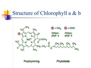Plant Pigments.ppt