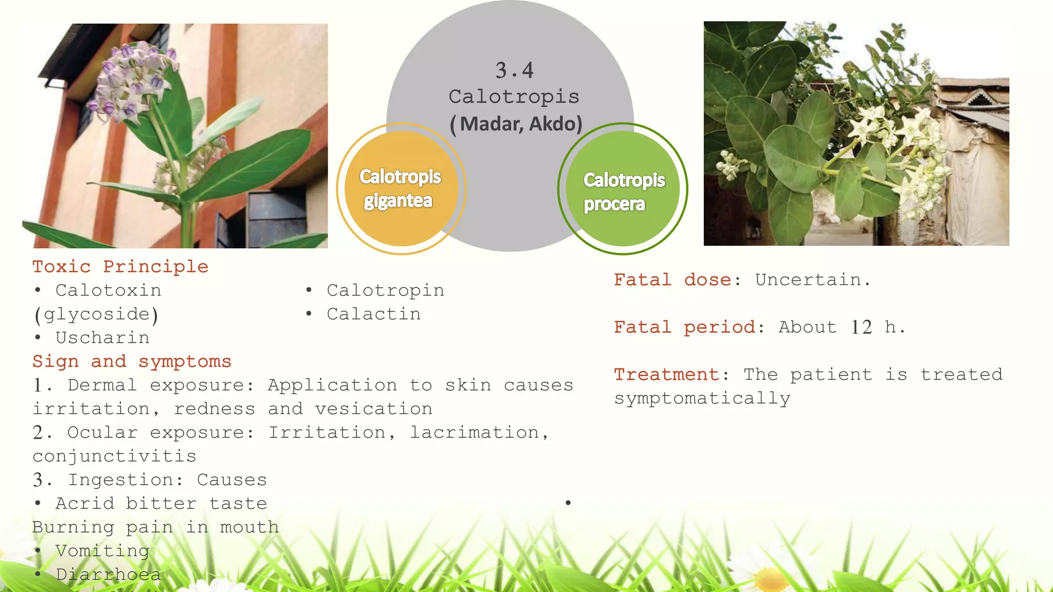 Vegetable Poison.pptx
