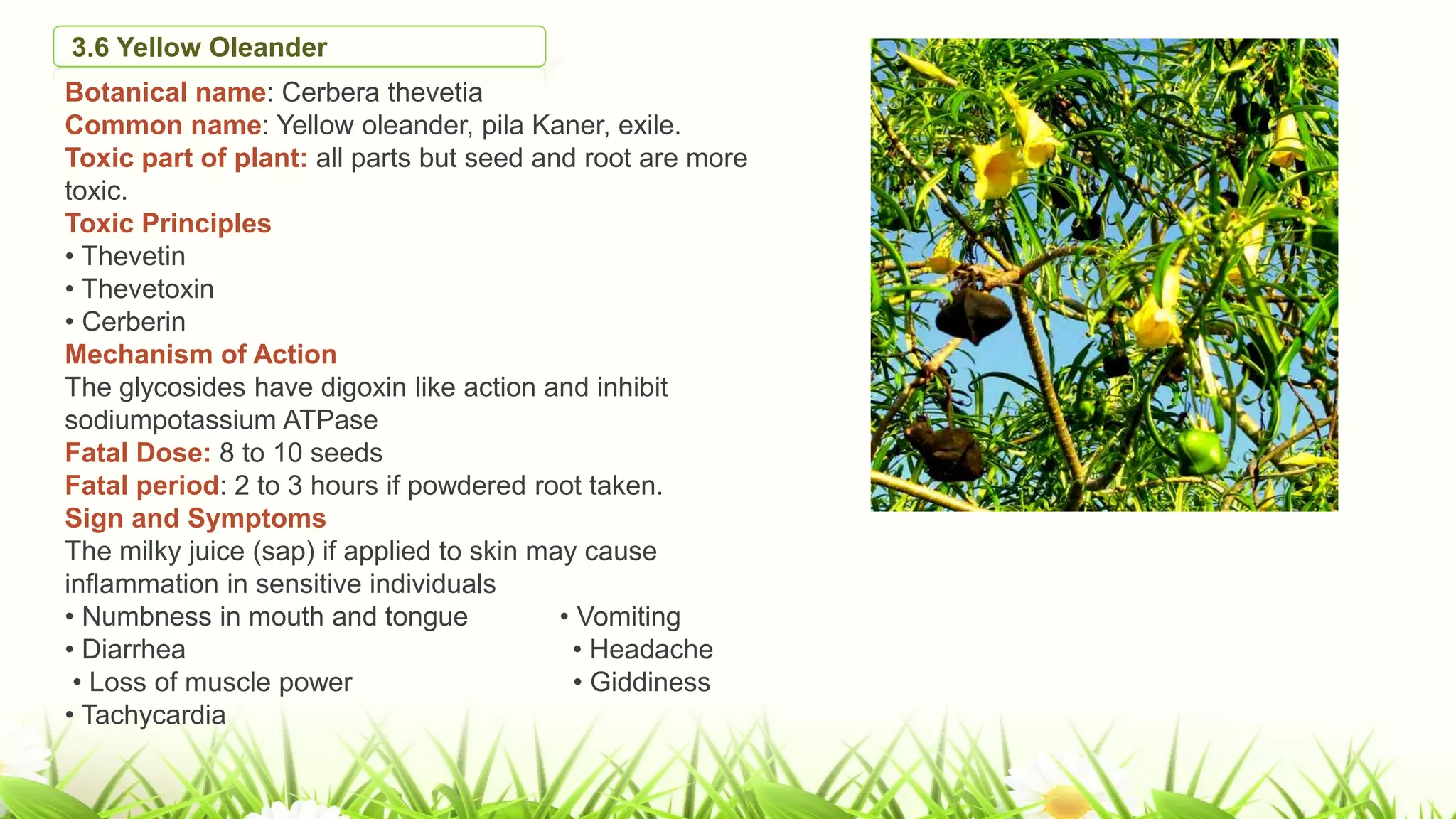 Vegetable Poison.pptx