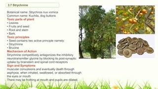 Vegetable Poison.pptx