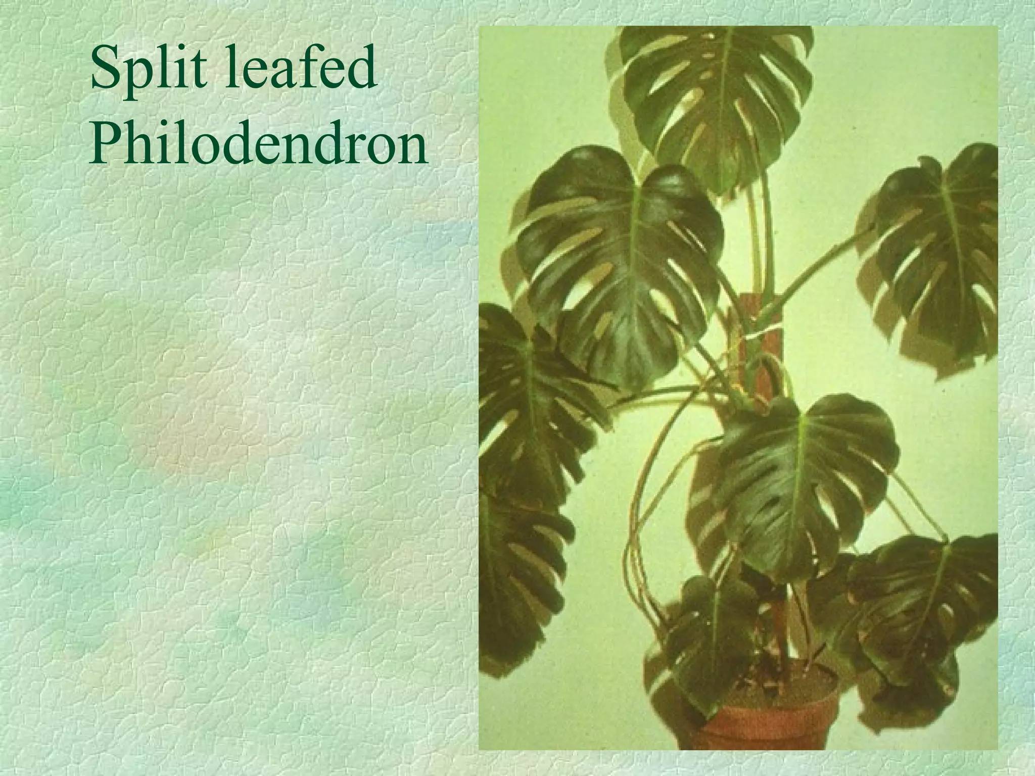 Plant poisoning | PPT