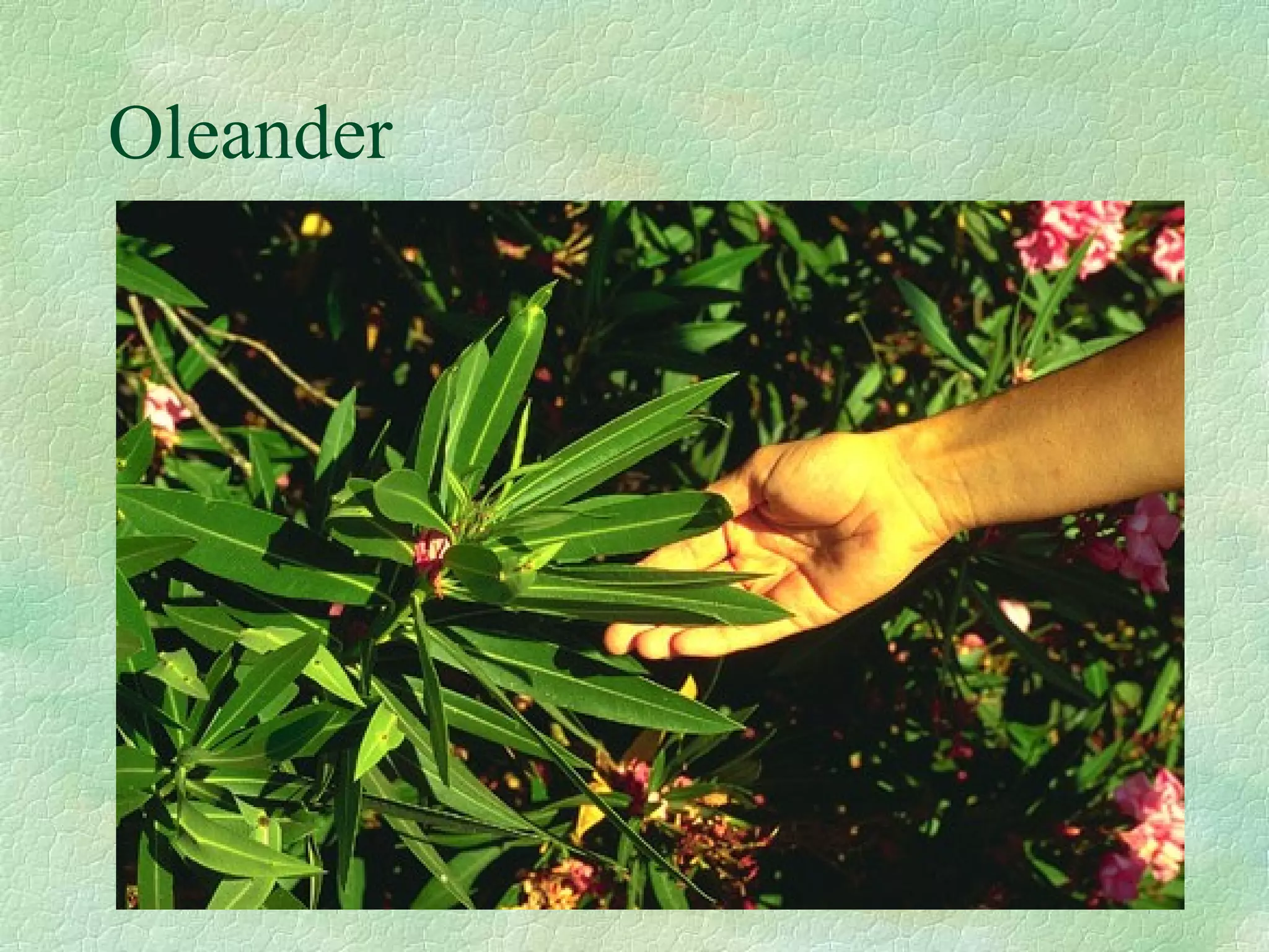 Plant poisoning | PPT