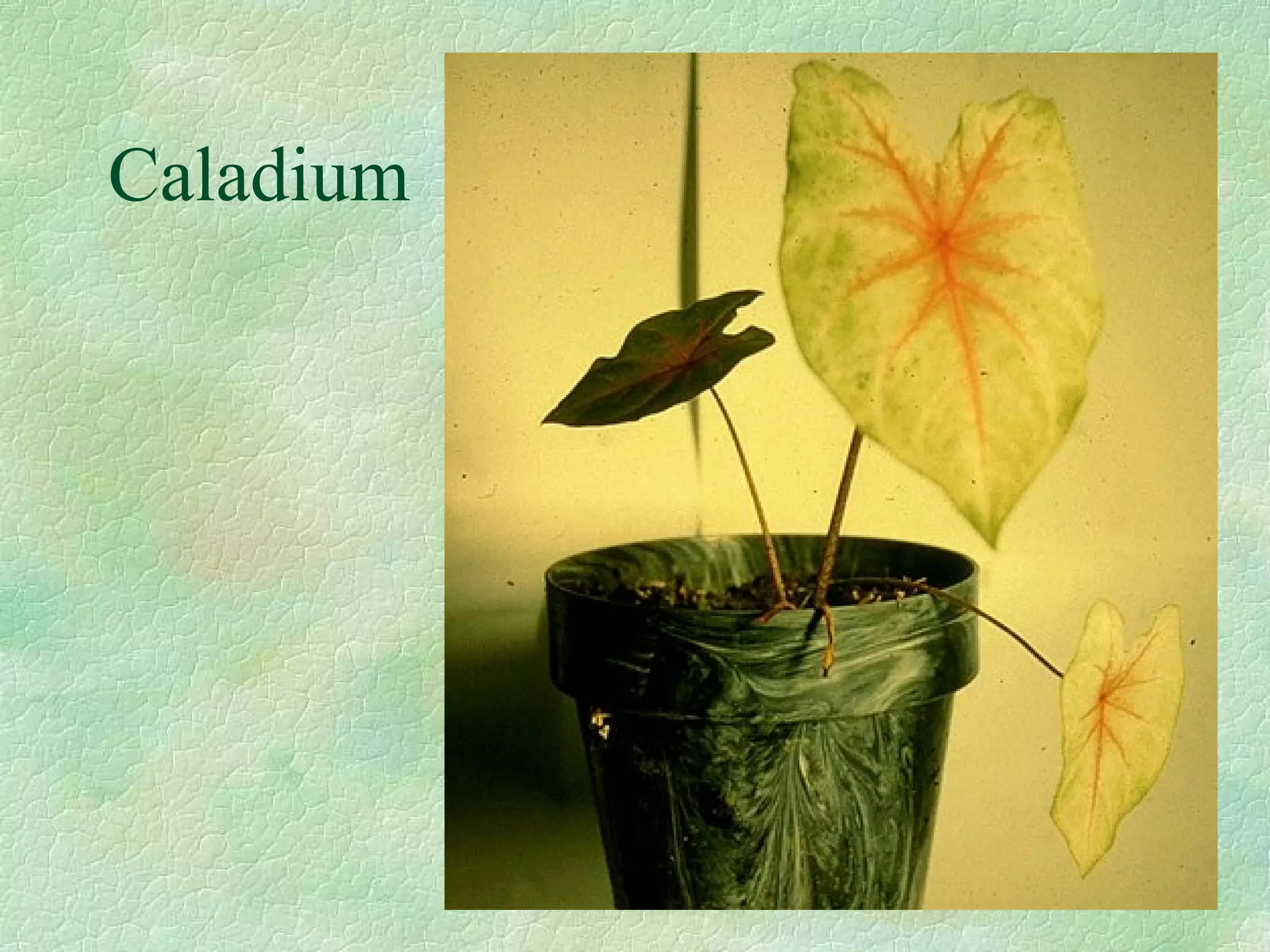 Plant poisoning | PPT