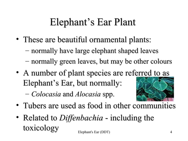 Plant Poisoning: Elephant's Ear Ingestion | PPT