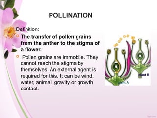 Plant pollination and development of flower.pptx