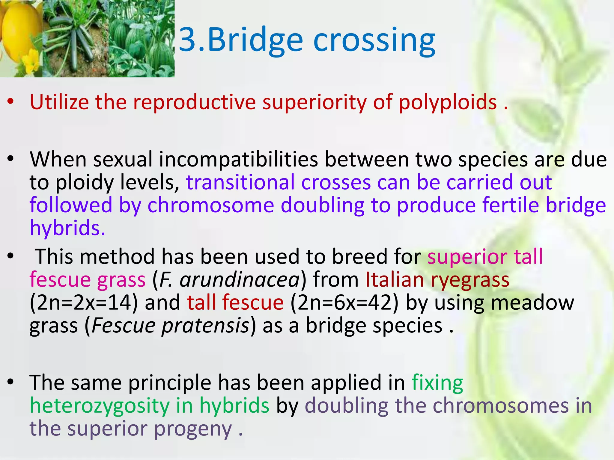 Plant polyploids | PPTX